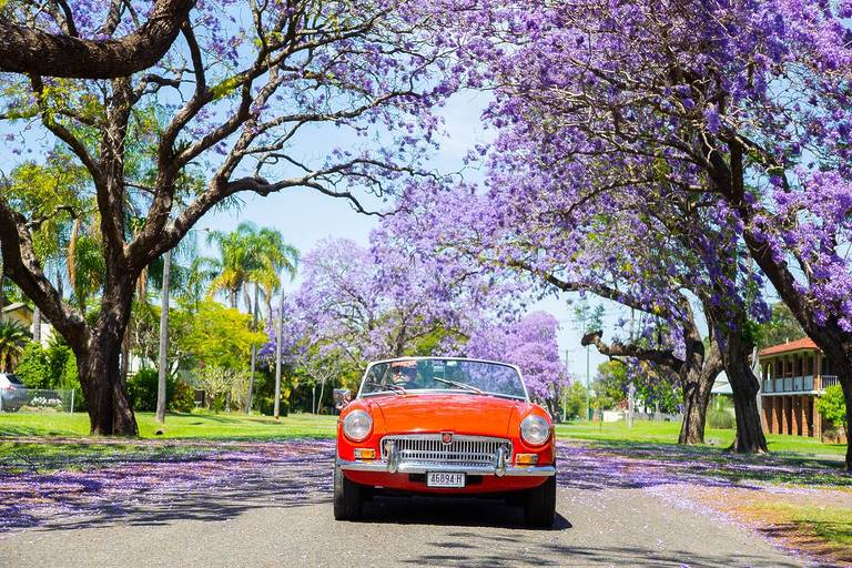 The Historic Grafton Jacaranda Festival Returns This Spring 2025