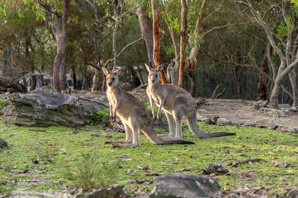 Walkabout Wildlife Sanctuary Is An Hour's Drive From Sydney