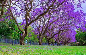 12 Absolutely Stunning Places To See Jacaranda In Sydney