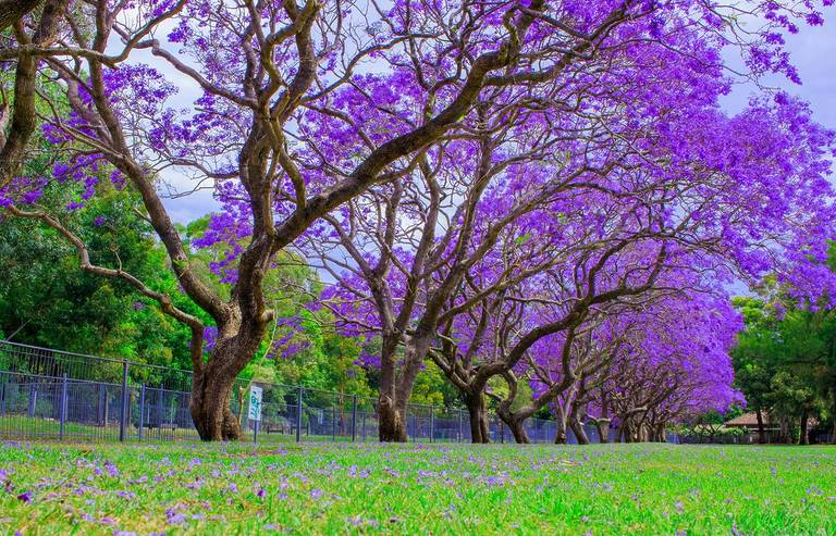 12 Absolutely Stunning Places To See Jacaranda In Sydney