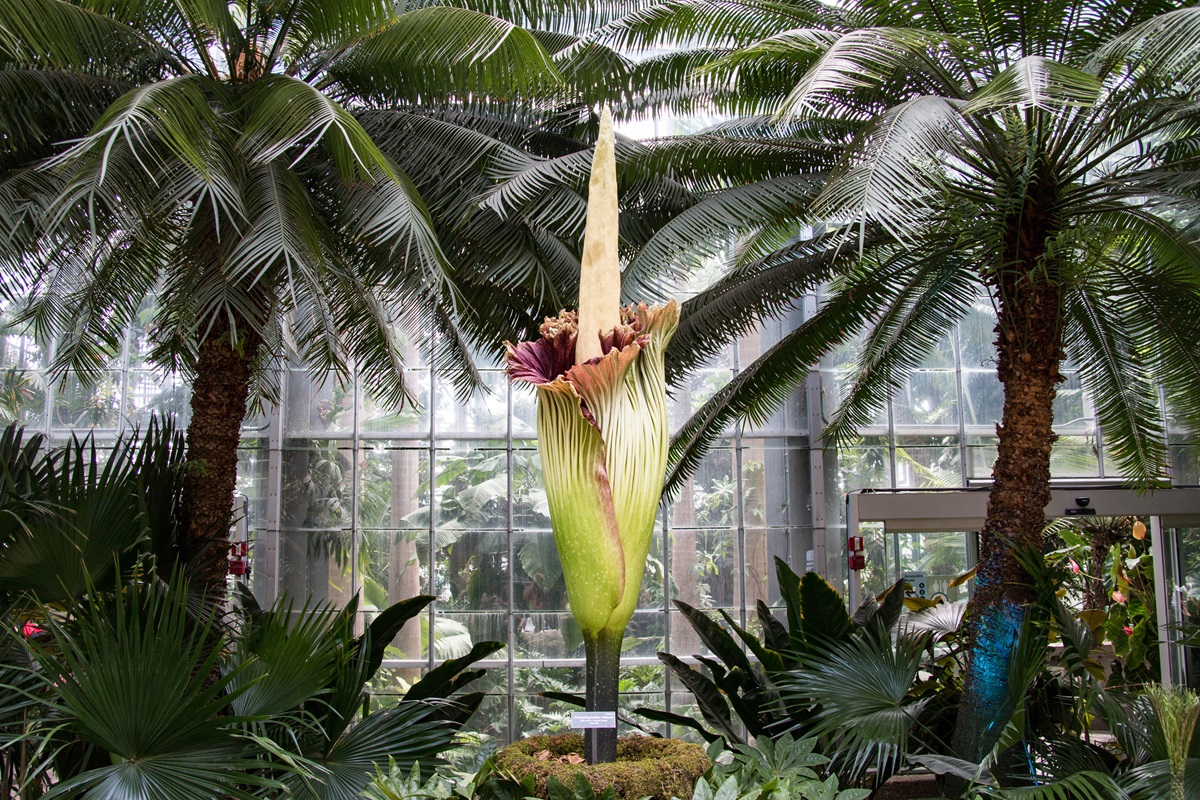 A Corpse Flower Is About To Bloom At The Royal Botanic Gardens