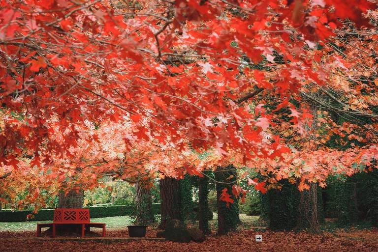 Mount Wilson Is The Perfect Autumn Getaway Just 2 Hours From Sydney