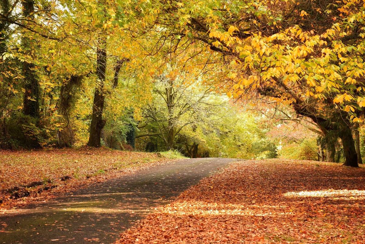 Mount Wilson Is The Perfect Autumn Getaway Just 2 Hours From Sydney