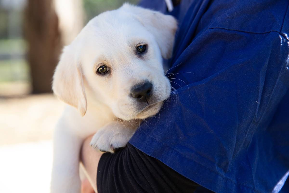 Guide Dogs Is Bringing Its Largest Puppy Pop-Up To Sydney Next Week