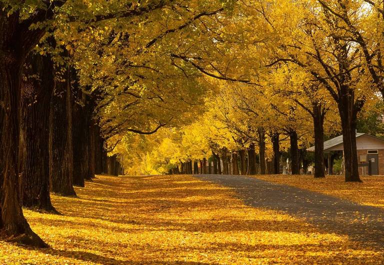 This NSW Town Is Famous For Its High Elevation – And It’s Exploding ...