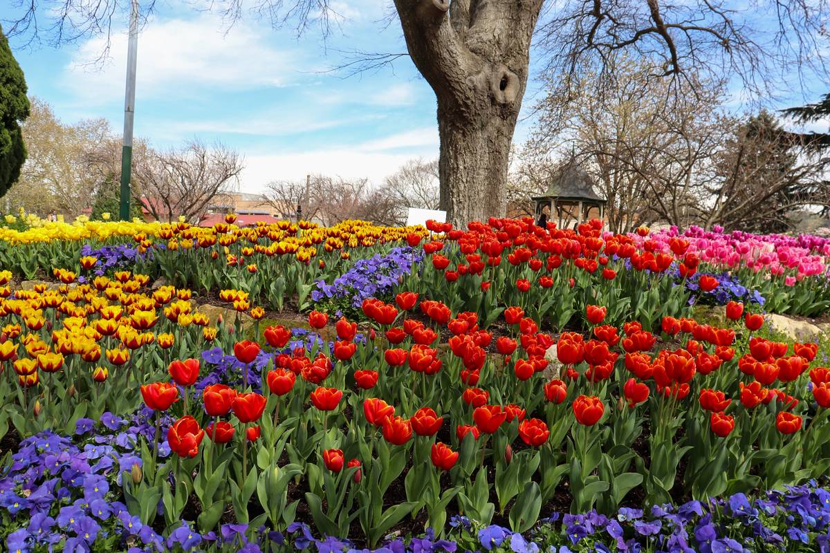 9 Delightful Spots Near Sydney To See Spring Flowers In Full Bloom