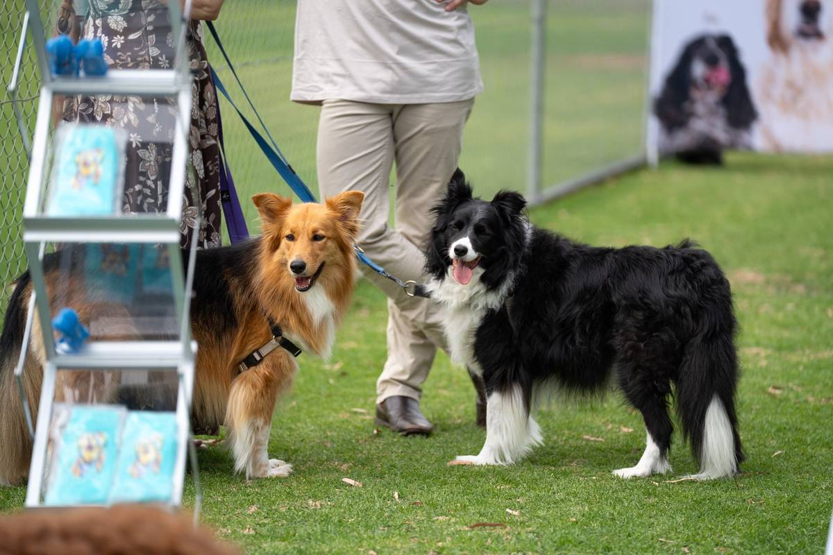 Titre Testing For Dogs In Sydney: 5 Hounds Roadshow & Guide