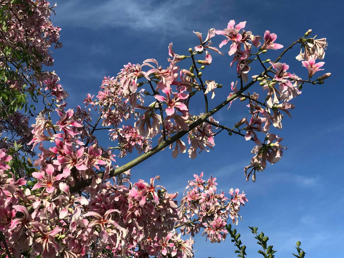 10 Unmissable Things To Do This Spring In Tampa