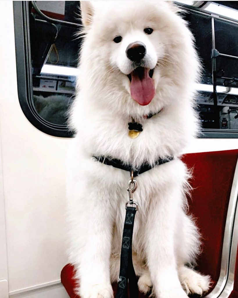 The Instagram Account Dedicated to Dogs On The TTC