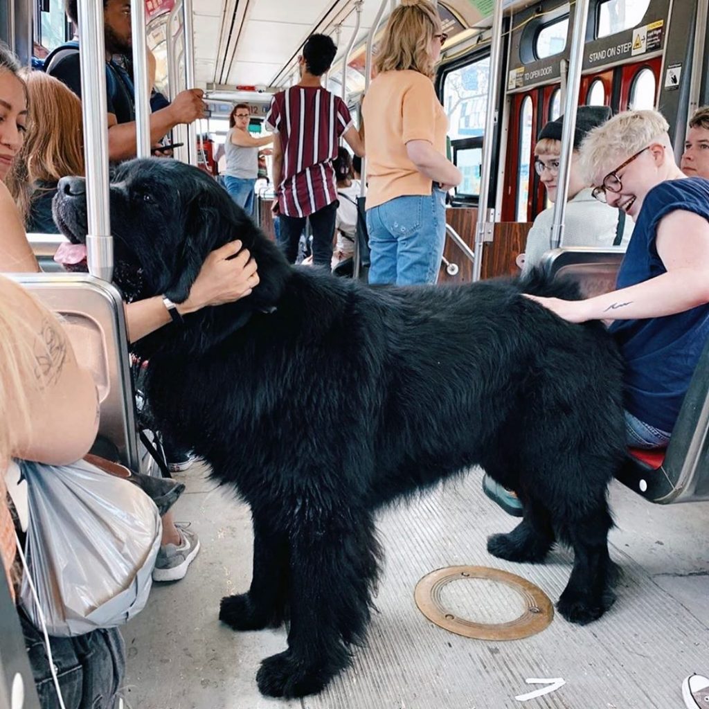 The Instagram Account Dedicated to Dogs On The TTC