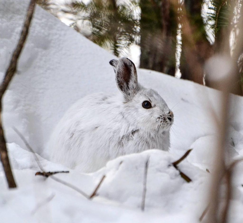 Phenomenal Snowy Photos Of Winter Wildlife Native To Ontario