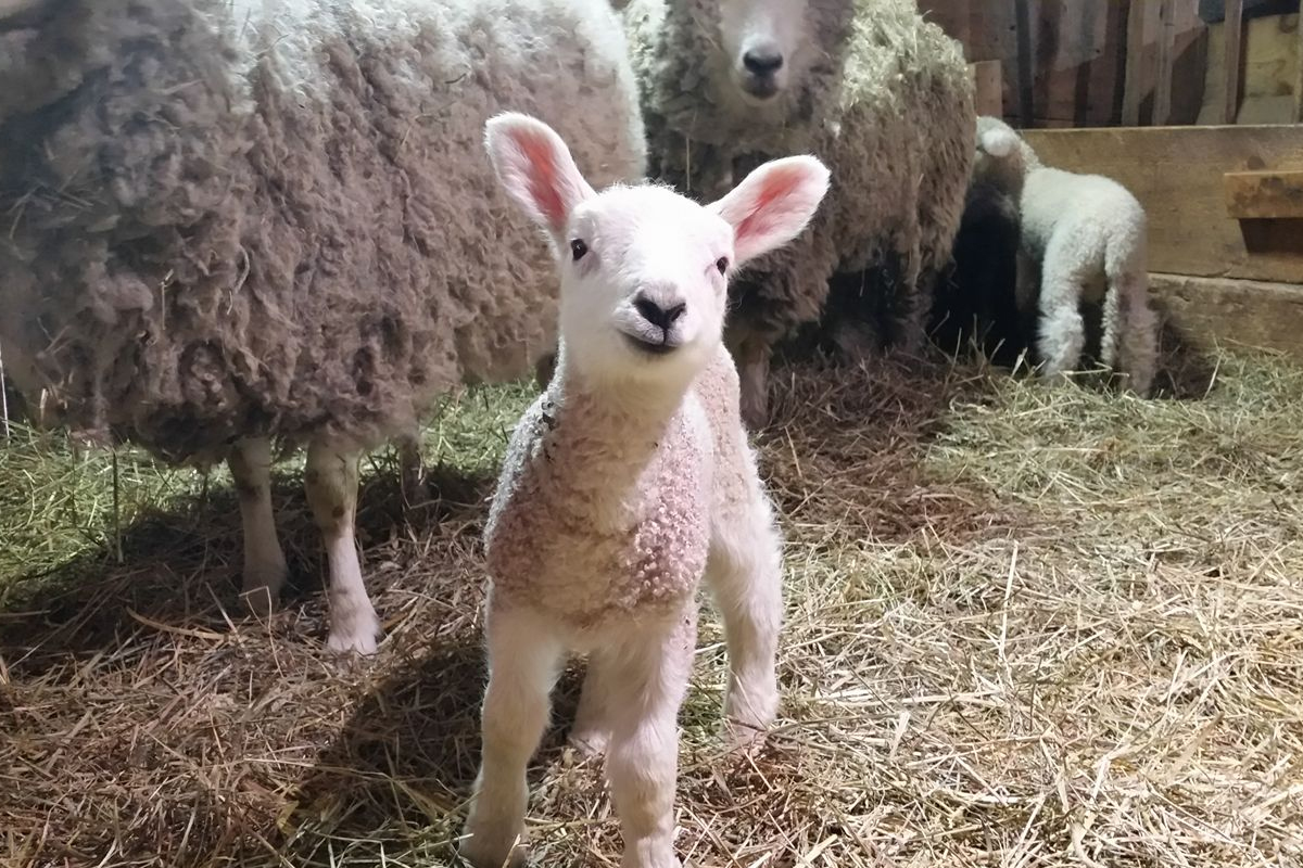 11 Of The Best Things To Do With Kids In Toronto