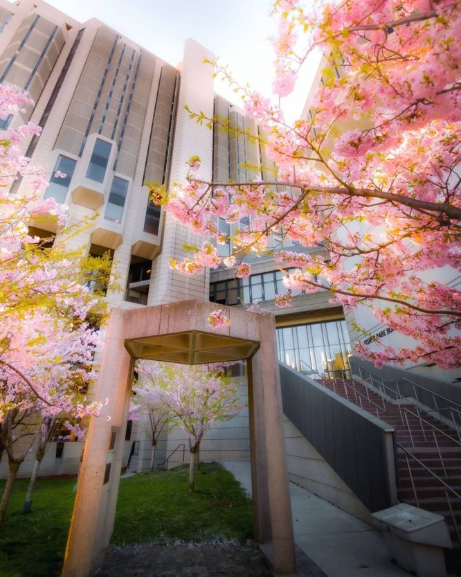 Chase Cherry Blossoms At These 10 Magical Spots In Toronto - Secret Toronto