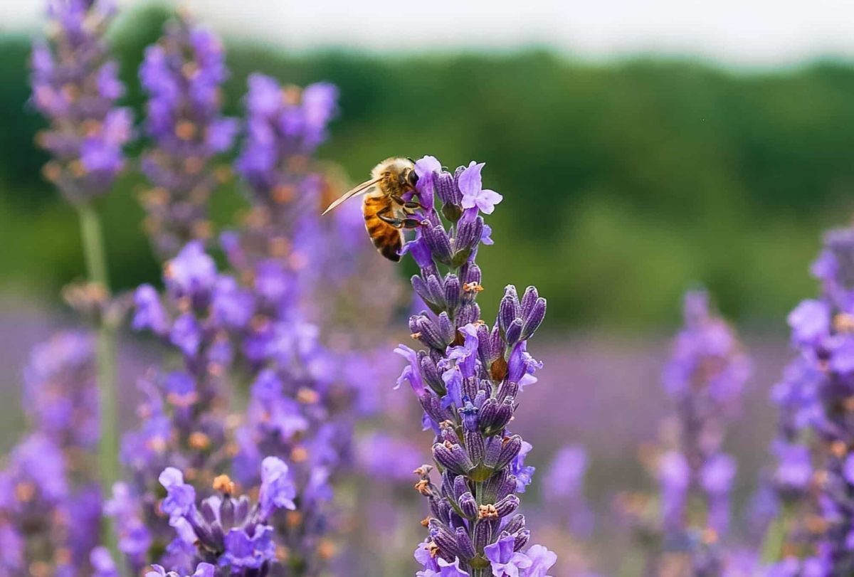 6 Charming Small Towns Near The City - Secret Toronto