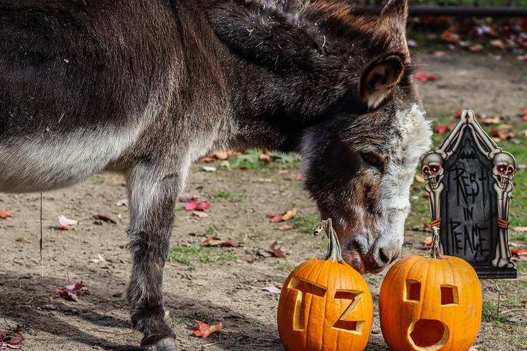 The Best Spooky Events To Celebrate Halloween In Toronto