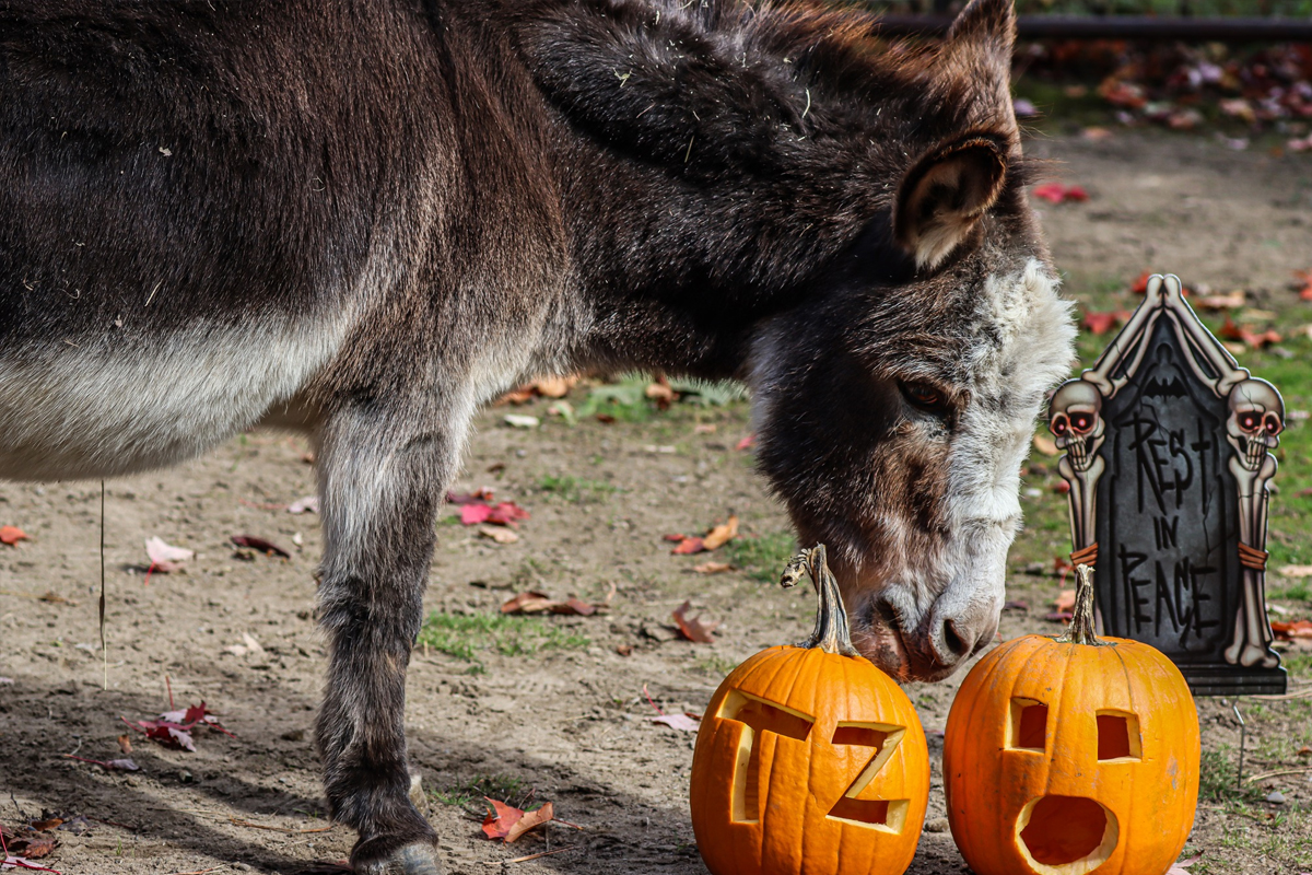 The Best Spooky Events To Celebrate Halloween In Toronto