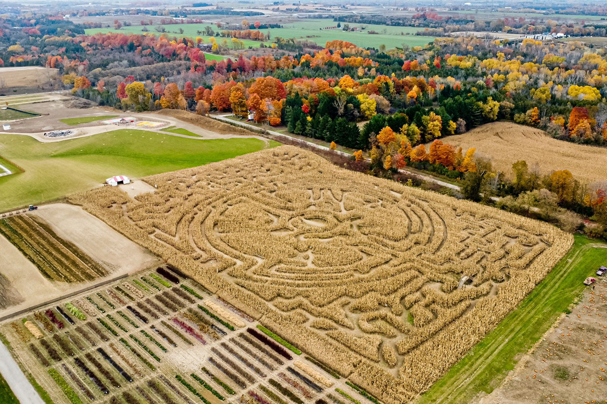 This Farm Near Toronto Is Celebrating Fall With A Giant Corn Maze ...