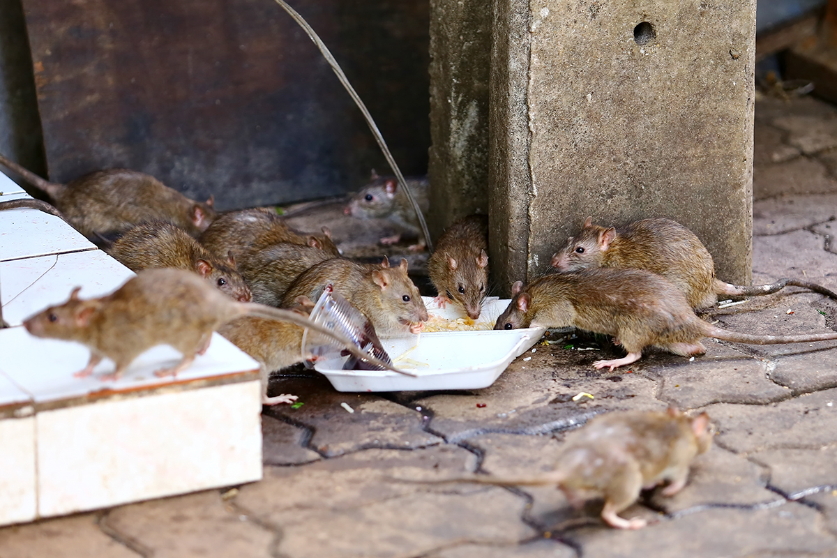 Toronto Ranks The Rattiest City In Canada For Third Year In A Row