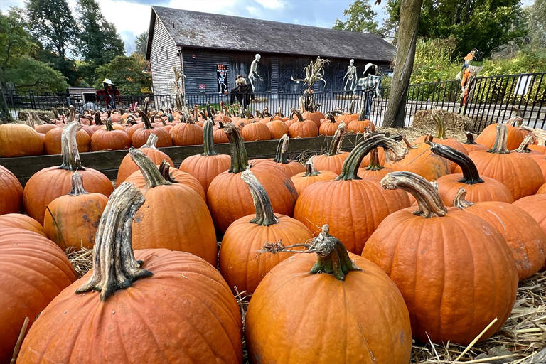 Things To Do In Toronto This Weekend: October 24 - 26, 2025