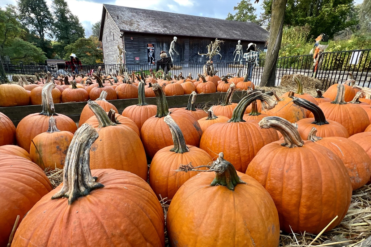 Things To Do In Toronto This Weekend: October 24 - 26, 2025