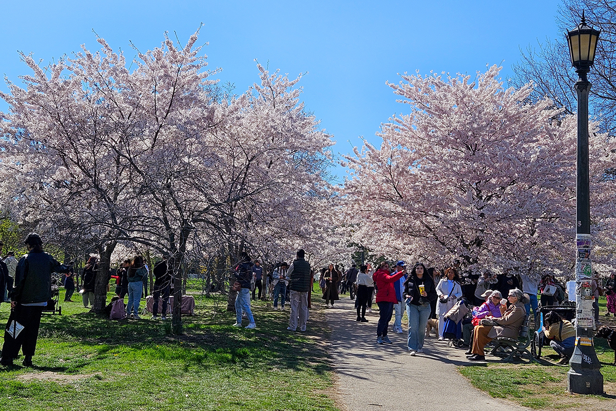 High Park’s Iconic Sakura Trees Just Hit A Crucial New Stage — Here’s ...