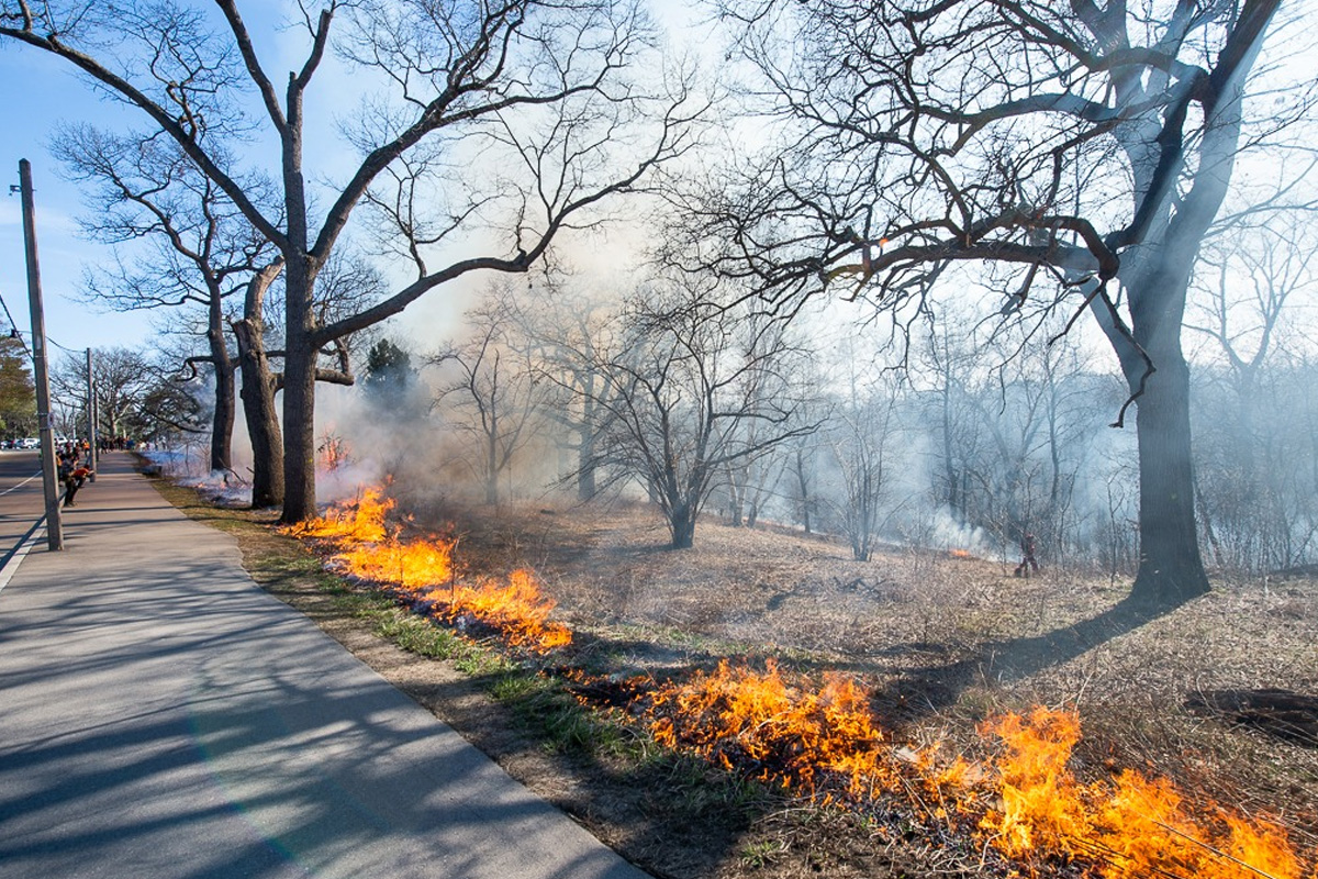 High Park In Toronto Will Be Set On Fire This Month