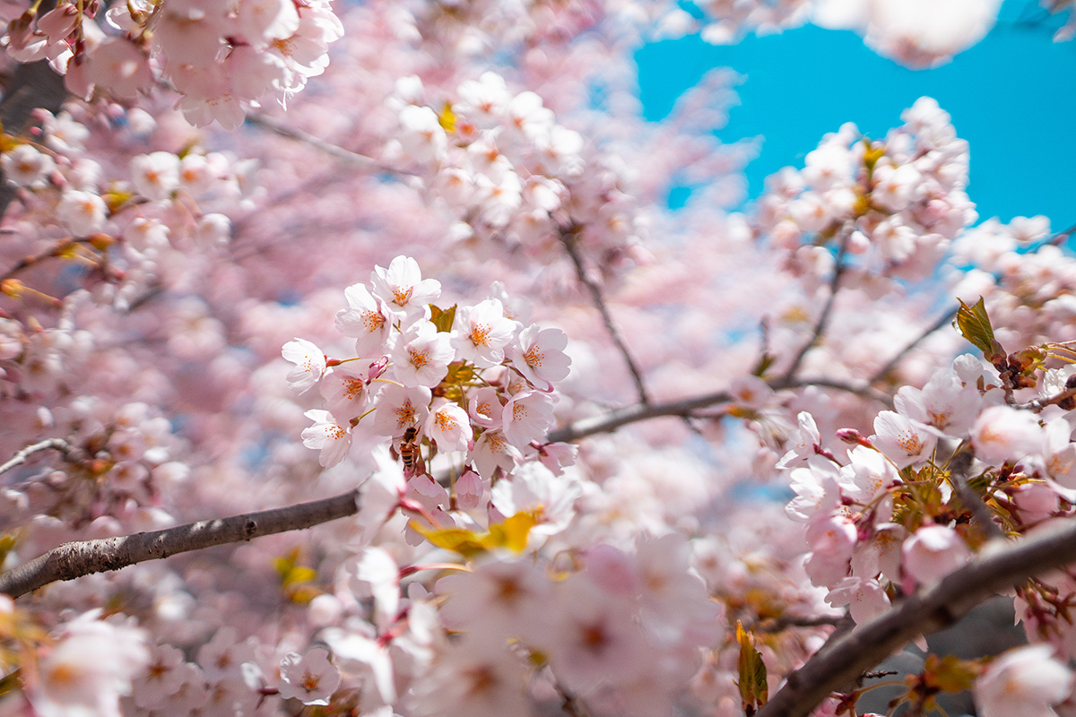 10 Magical Spots In Toronto To See Cherry Blossoms