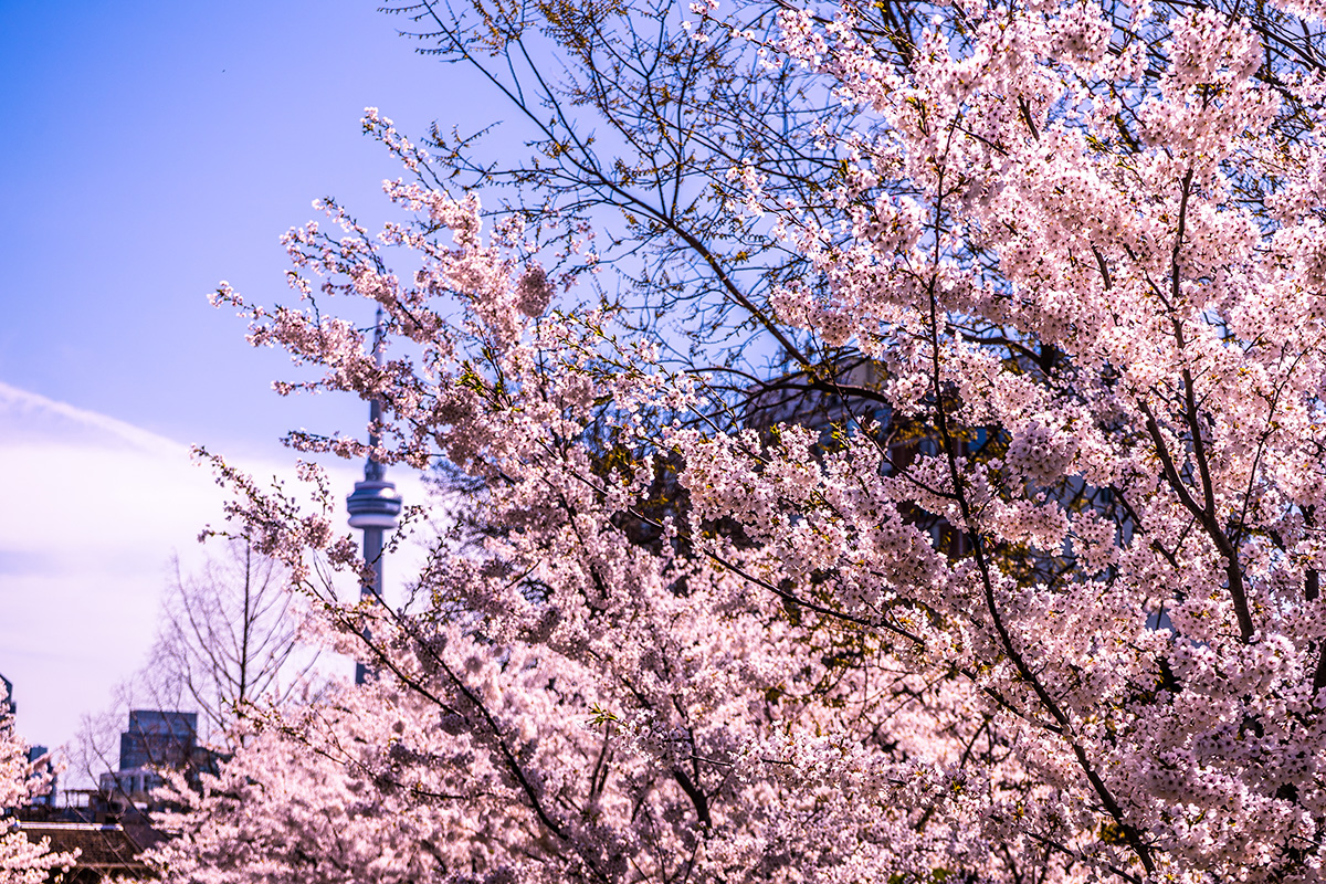 20 Marvelous Things To Do This May In Toronto