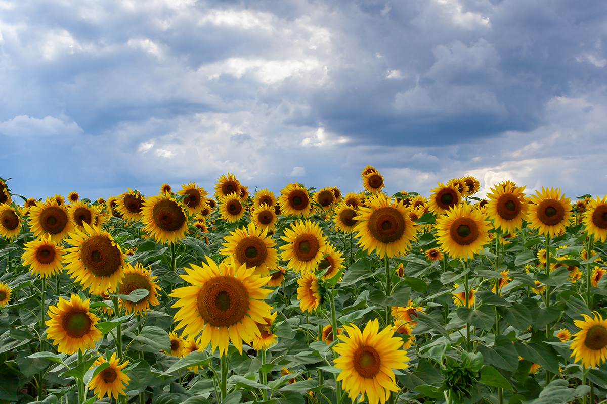 43 Amazing Things To Do This August In Toronto