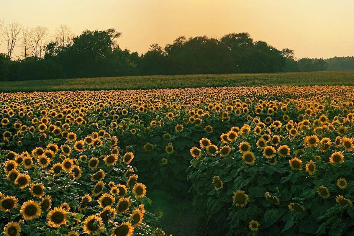 This Farm Near Toronto Has A Giant Sunflower Maze To Explore