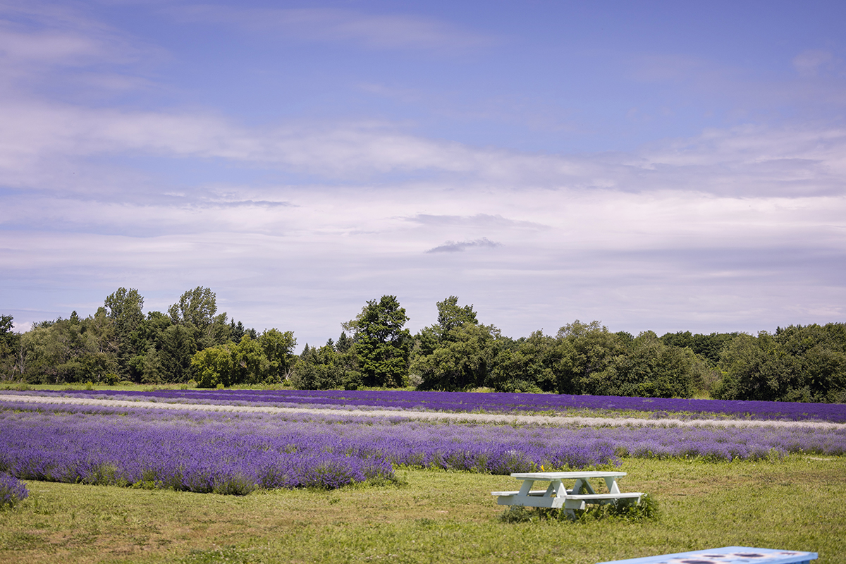 Just 1 hour from Toronto, this serene lavender farm with 30,000-purple ...