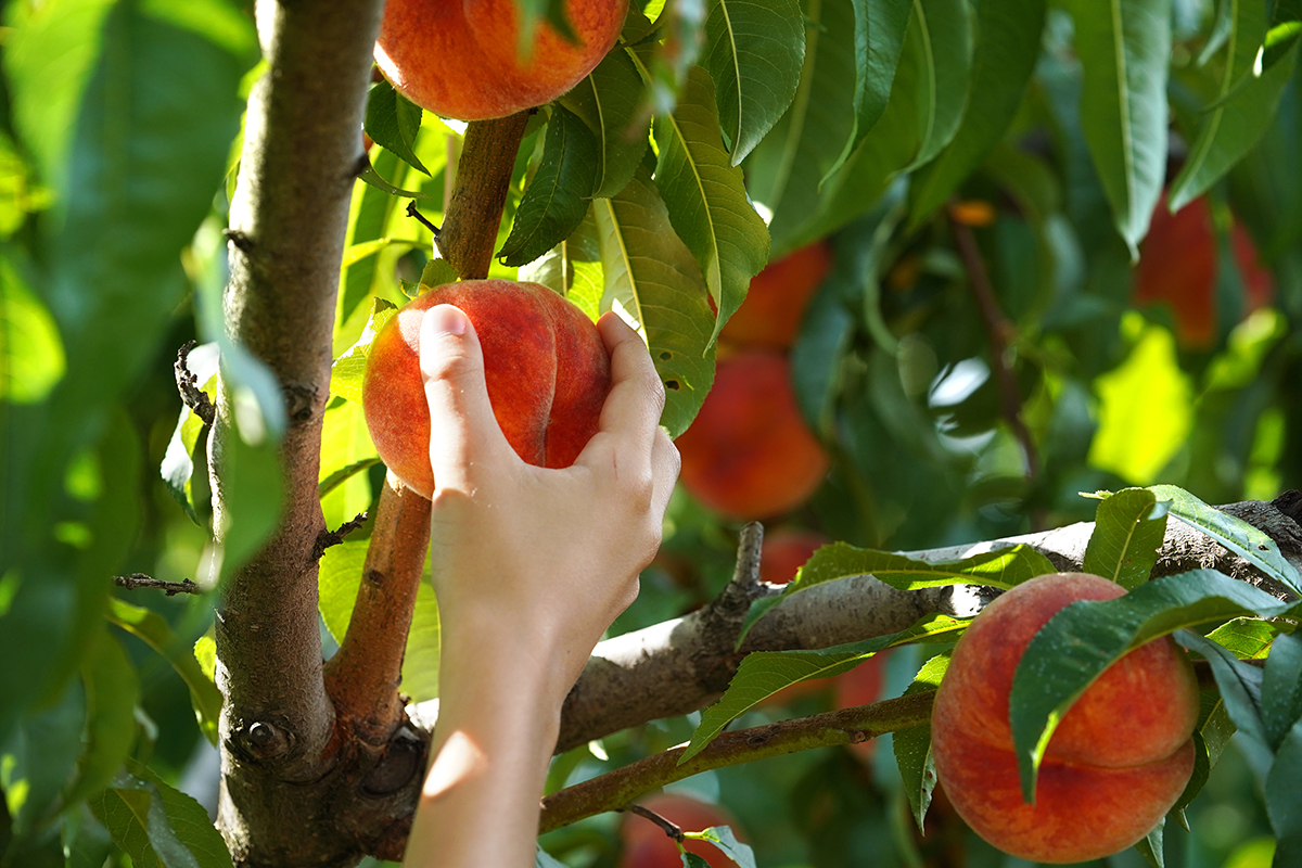 5 Farms Near Toronto Where You Can Pick-Your-Own Peaches