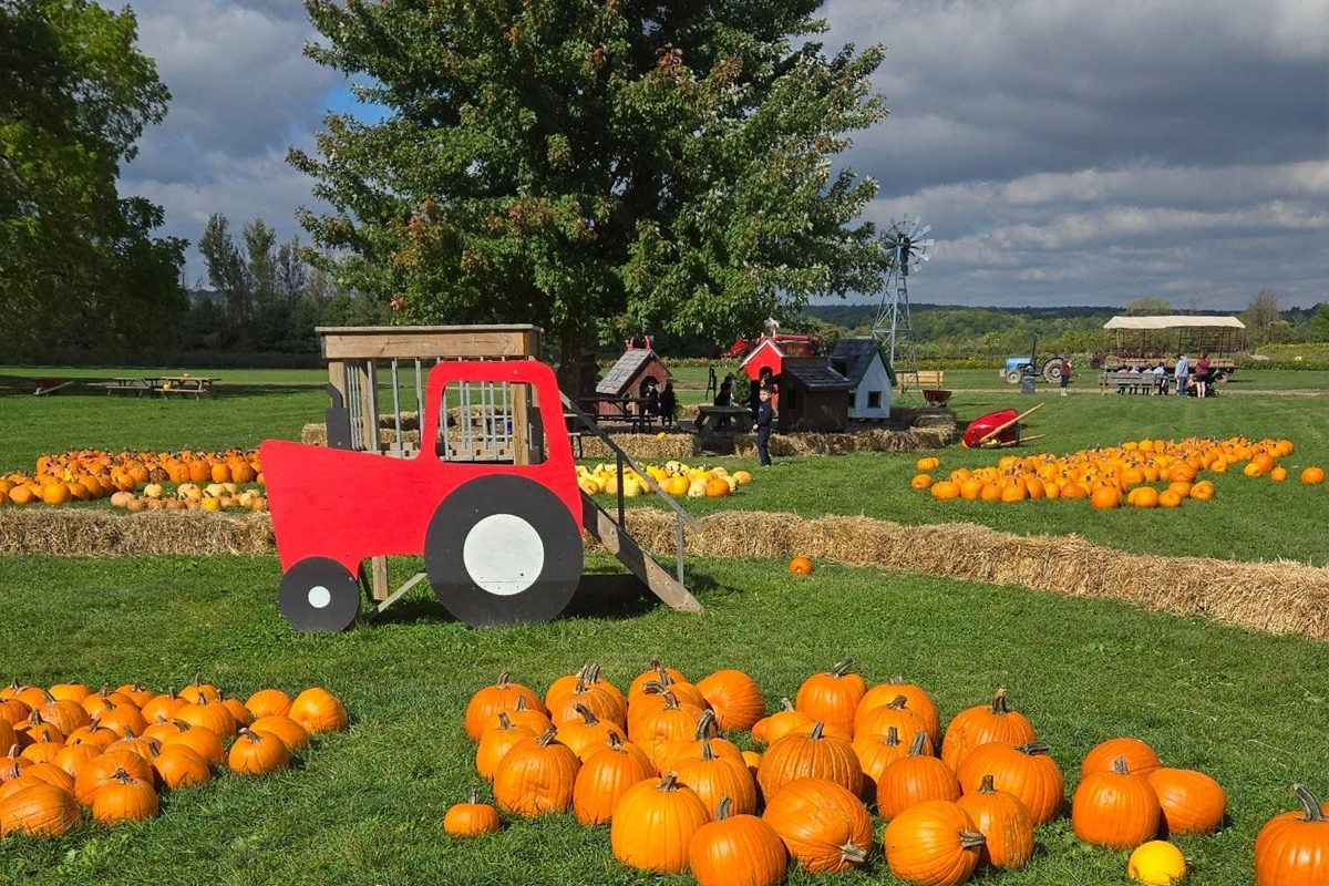 Five Charming Pumpkin Patches Near Toronto To Add To Your Fall Bucket List