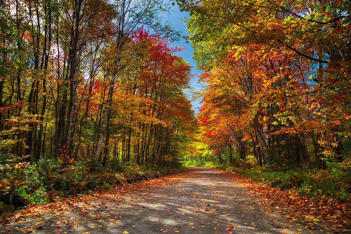Here's When You Can See Fall Colours At Their Peak In Ontario