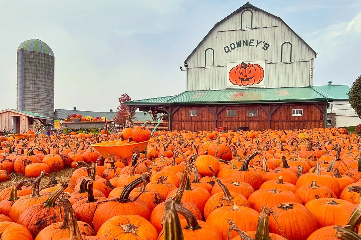 Five Charming Pumpkin Patches Near Toronto To Add To Your Fall Bucket List