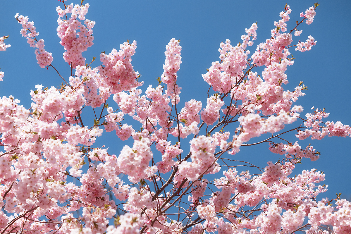 23 Marvelous Things To Do This May In Toronto