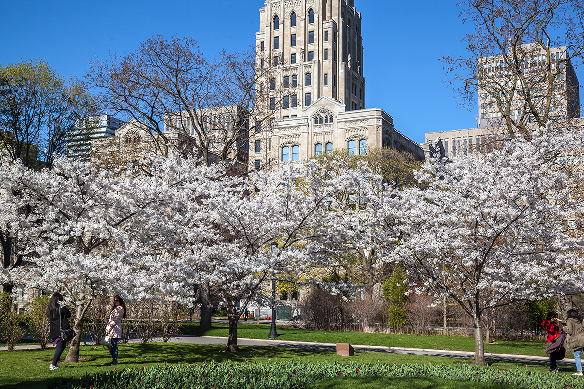 Toronto's Cherry Blossom Trees Could Be Just Days Away From Blooming