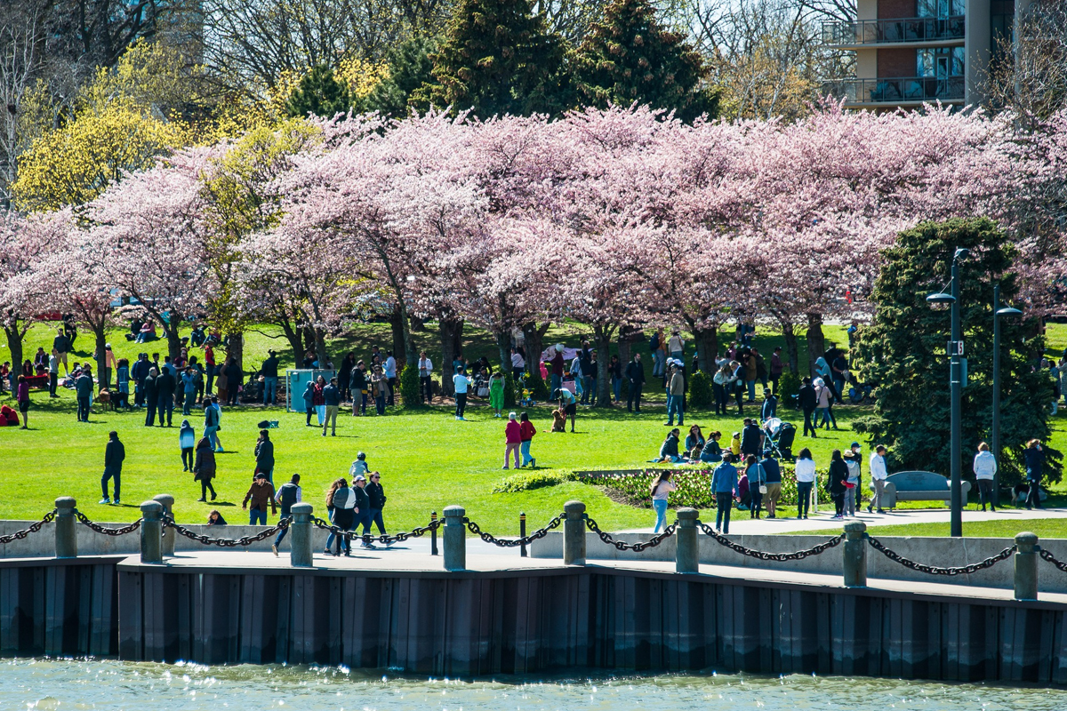 An Enchanting Cherry Blossom Festival Near Toronto Takes Place This Weekend