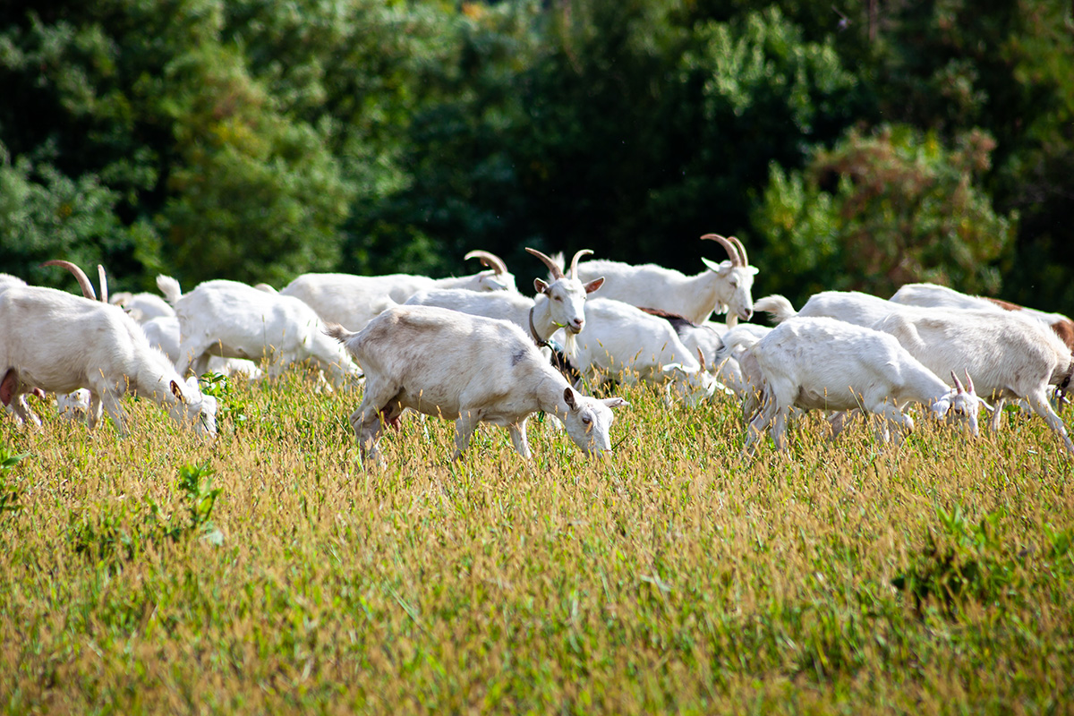 Toronto Is Bringing A Herd Of 50 Goats Help Maintain A City Park Next Month