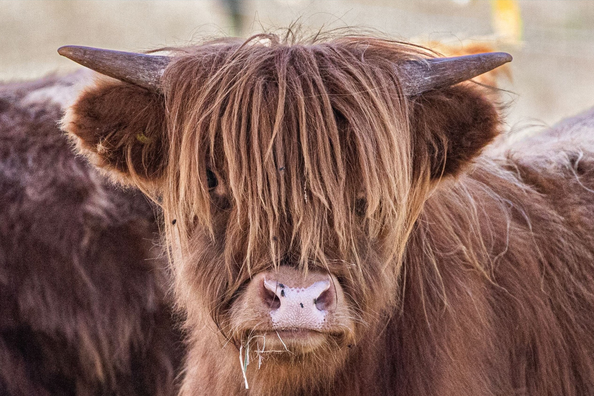 Toronto Zoo’s New Highland Cows Are Stealing Hearts With Their Blue ...