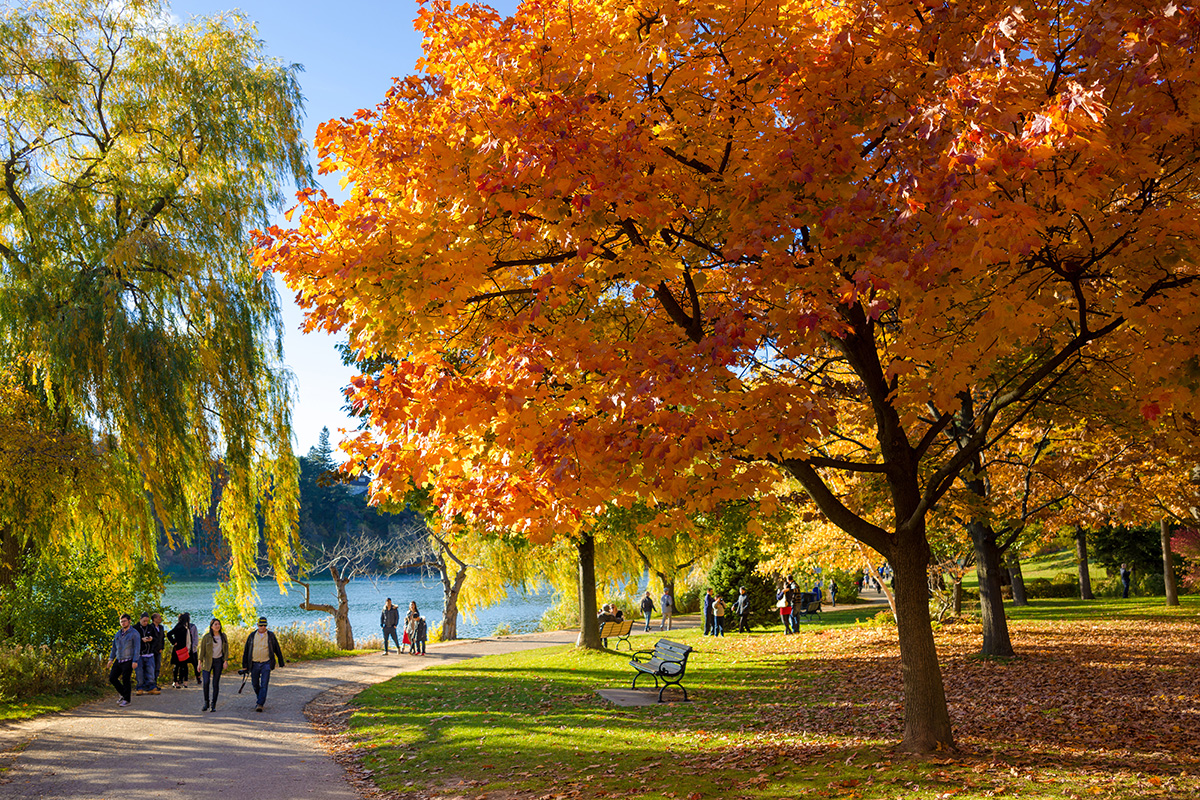Where To See The Best Fall Colours In Toronto This Season