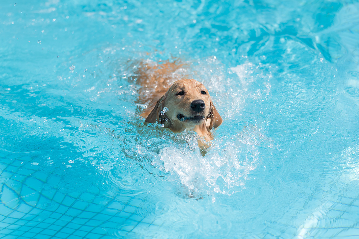 Pups Can Take Their Final Splash Of The Year At Toronto Pools This Sunday