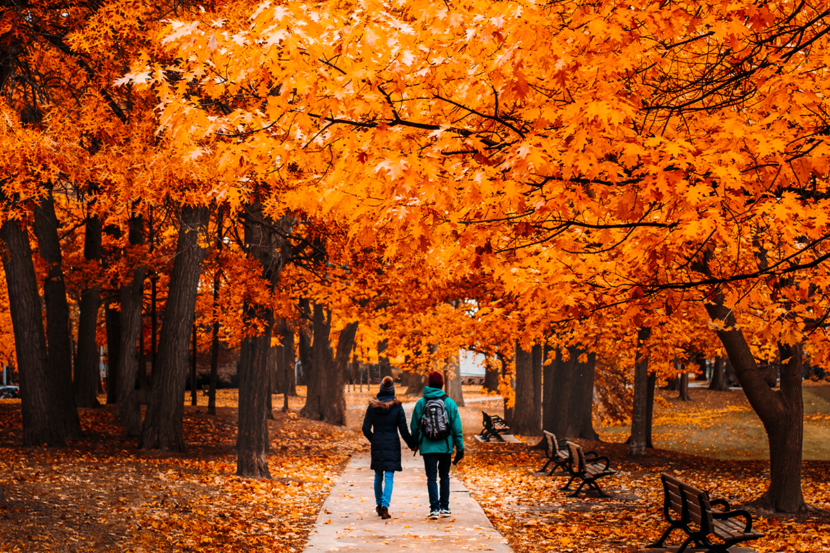 30+ Magnificent Things To Do This November In Toronto