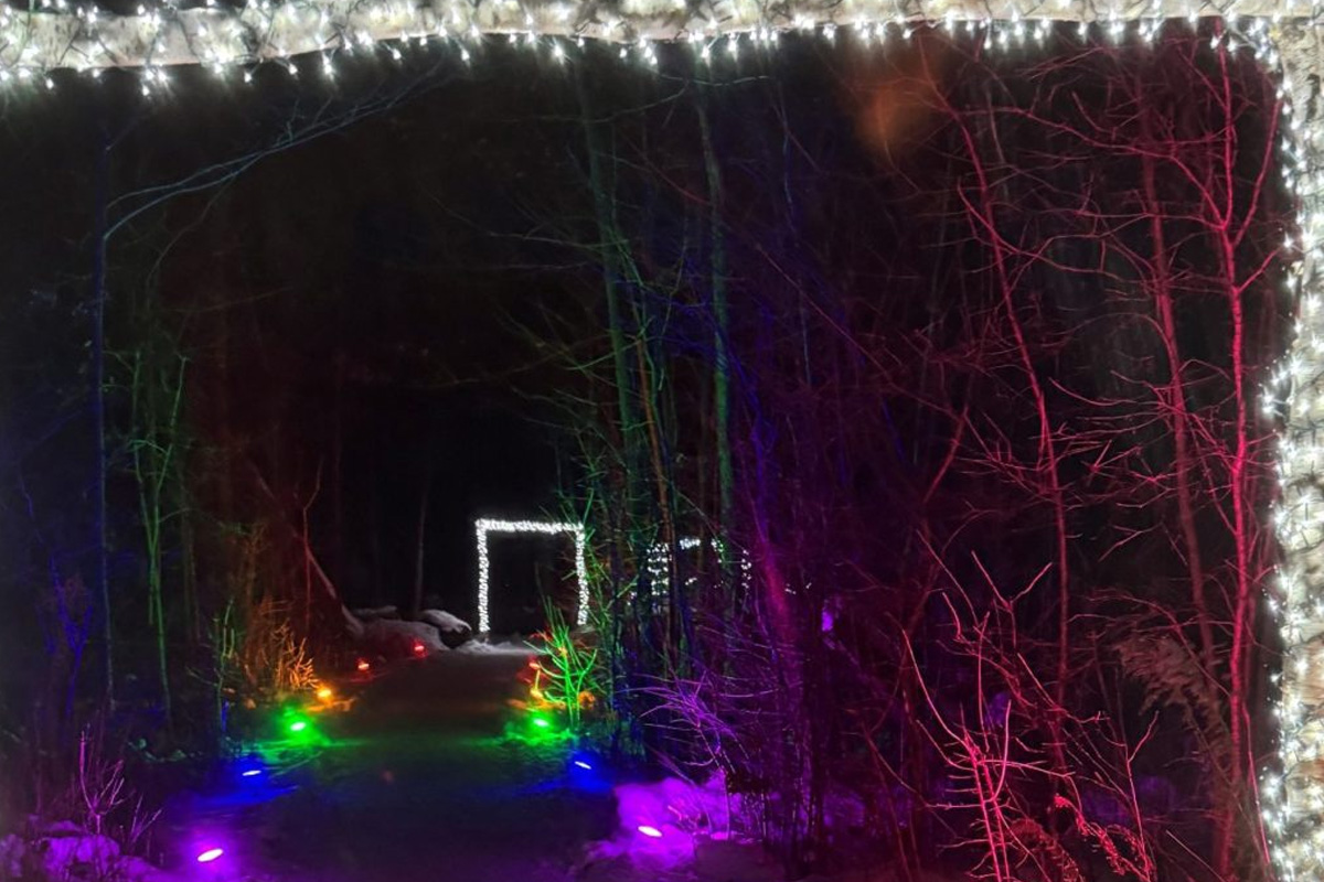 This Illuminated Forest Is Just An Hour From Toronto With Twinkling ...