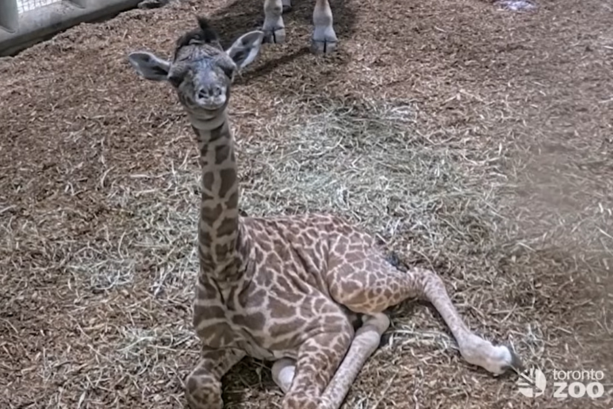 The Toronto Zoo Just Welcomed a 6-Foot-Tall Baby Giraffe - And Her ...
