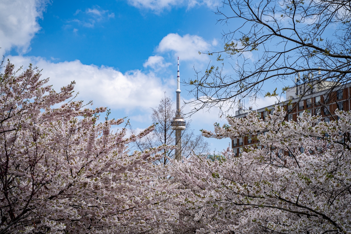 Toronto Will Soon Be Covered In Gorgeous Cherry Blossoms — Here Is The ...