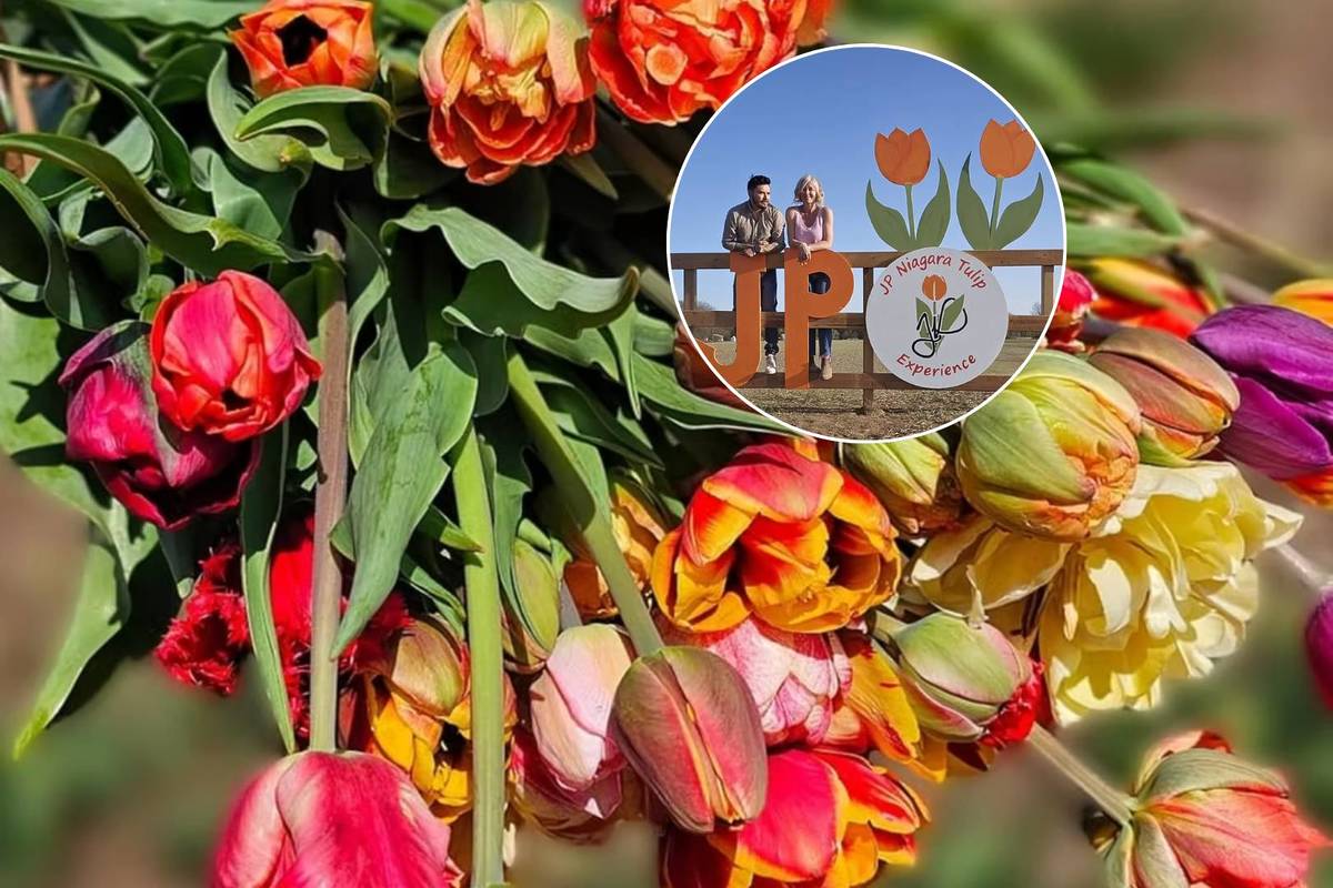 2 Million Tulips Bloom at JP Niagara Tulip Experience in Pelham