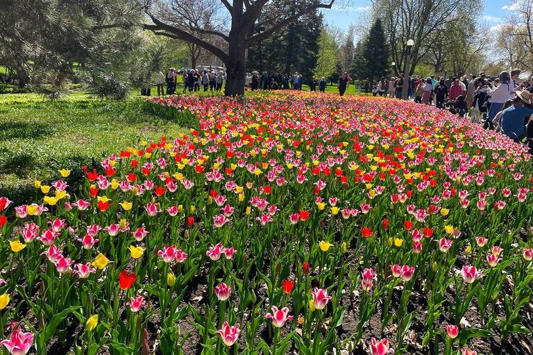 Free Tulip Festival in Ottawa This May with 1 Million+ Blooms