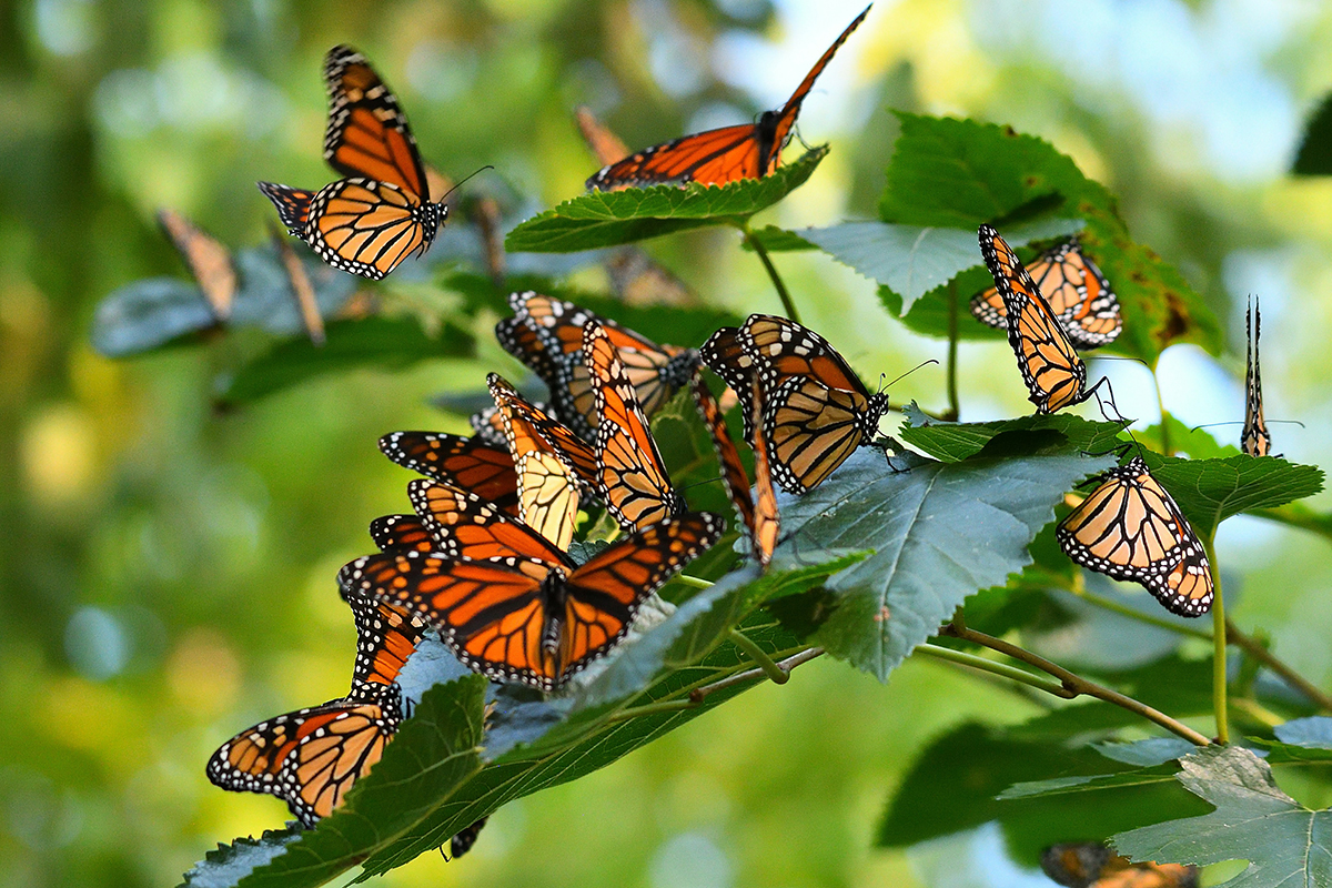 Millions Of Monarch Butterflies Will Migrate Back To Ontario This ...