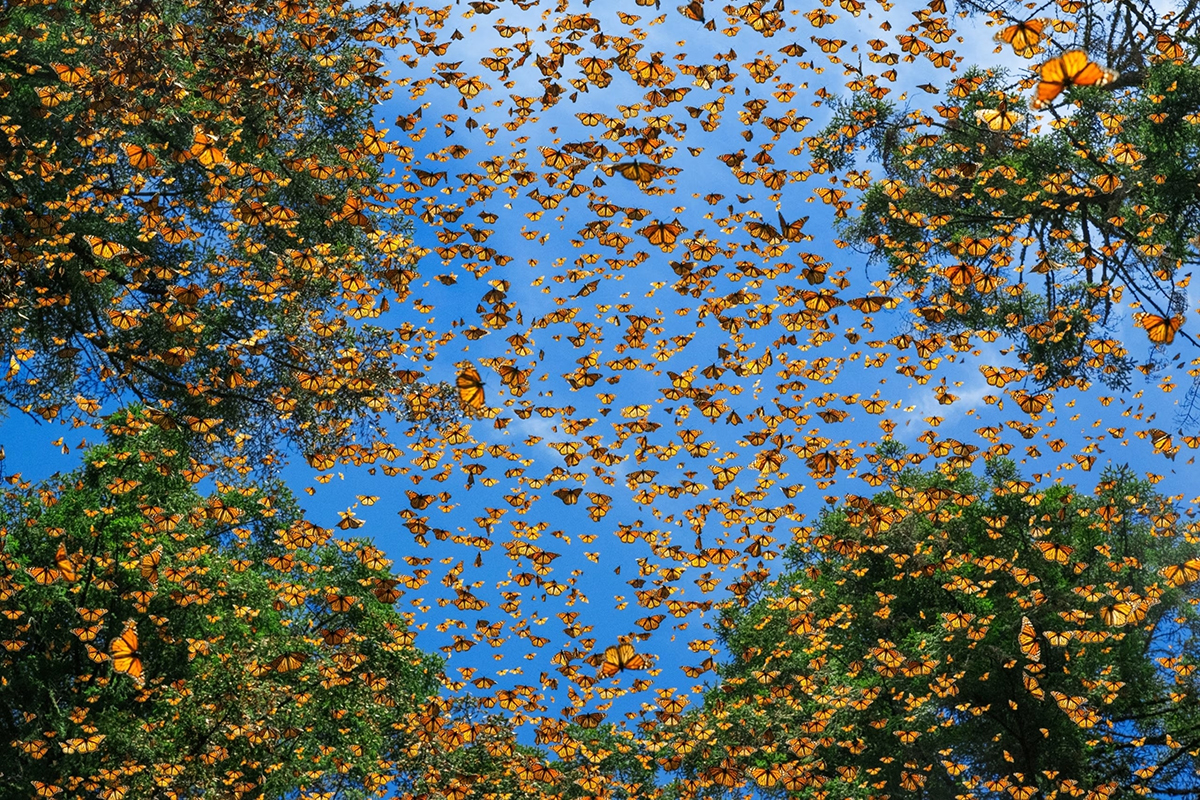 Millions Of Monarch Butterflies Will Migrate Back To Ontario This ...